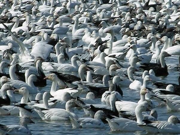 Light Goose conservation Order Season gets underway Friday