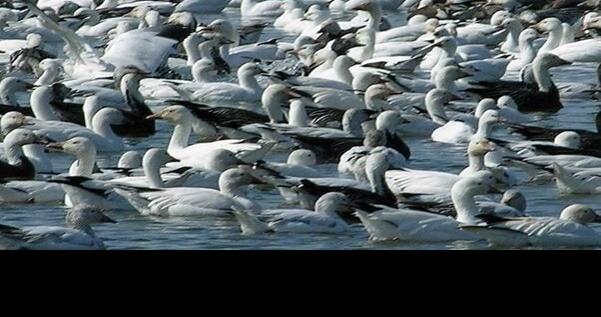 Light Goose conservation Order Season gets underway Friday