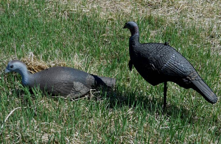 A few tips on turkey decoys deployment