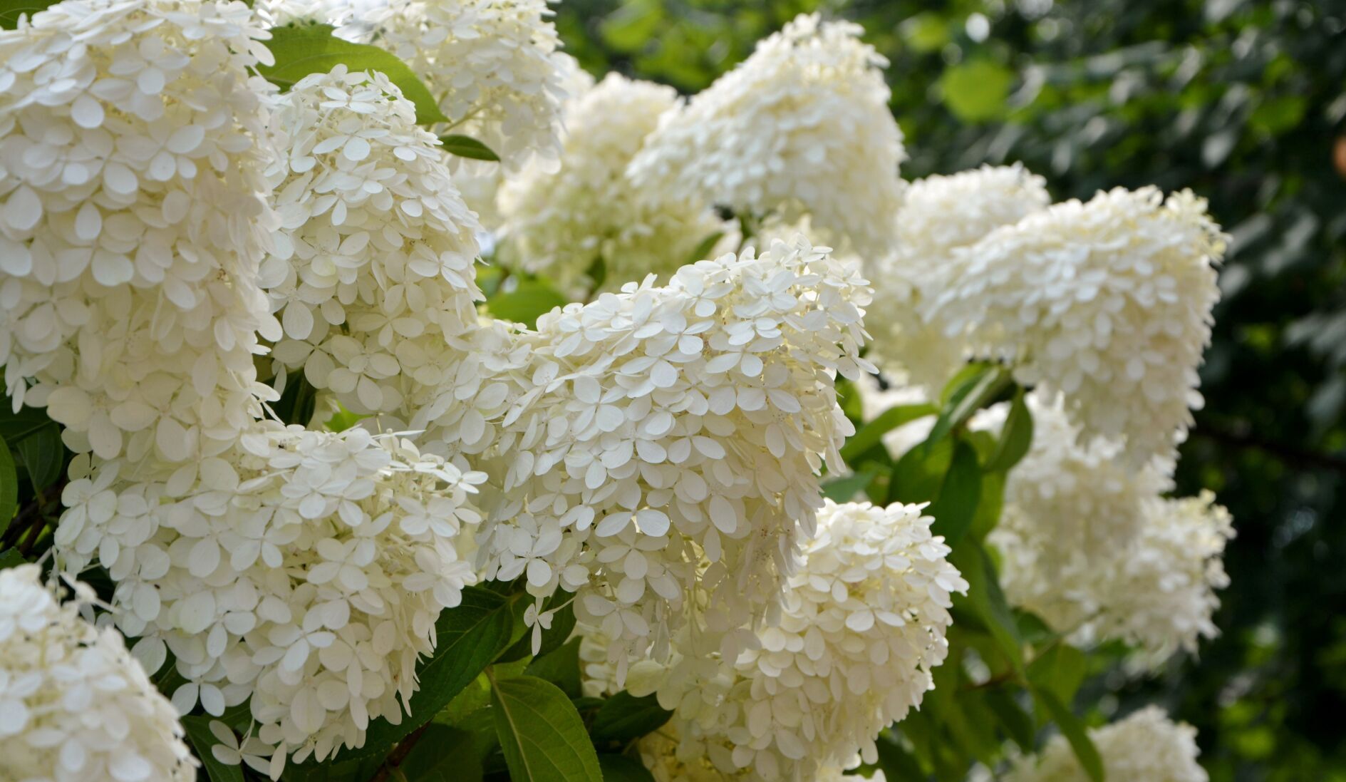 How to prune different types of hydrangeas