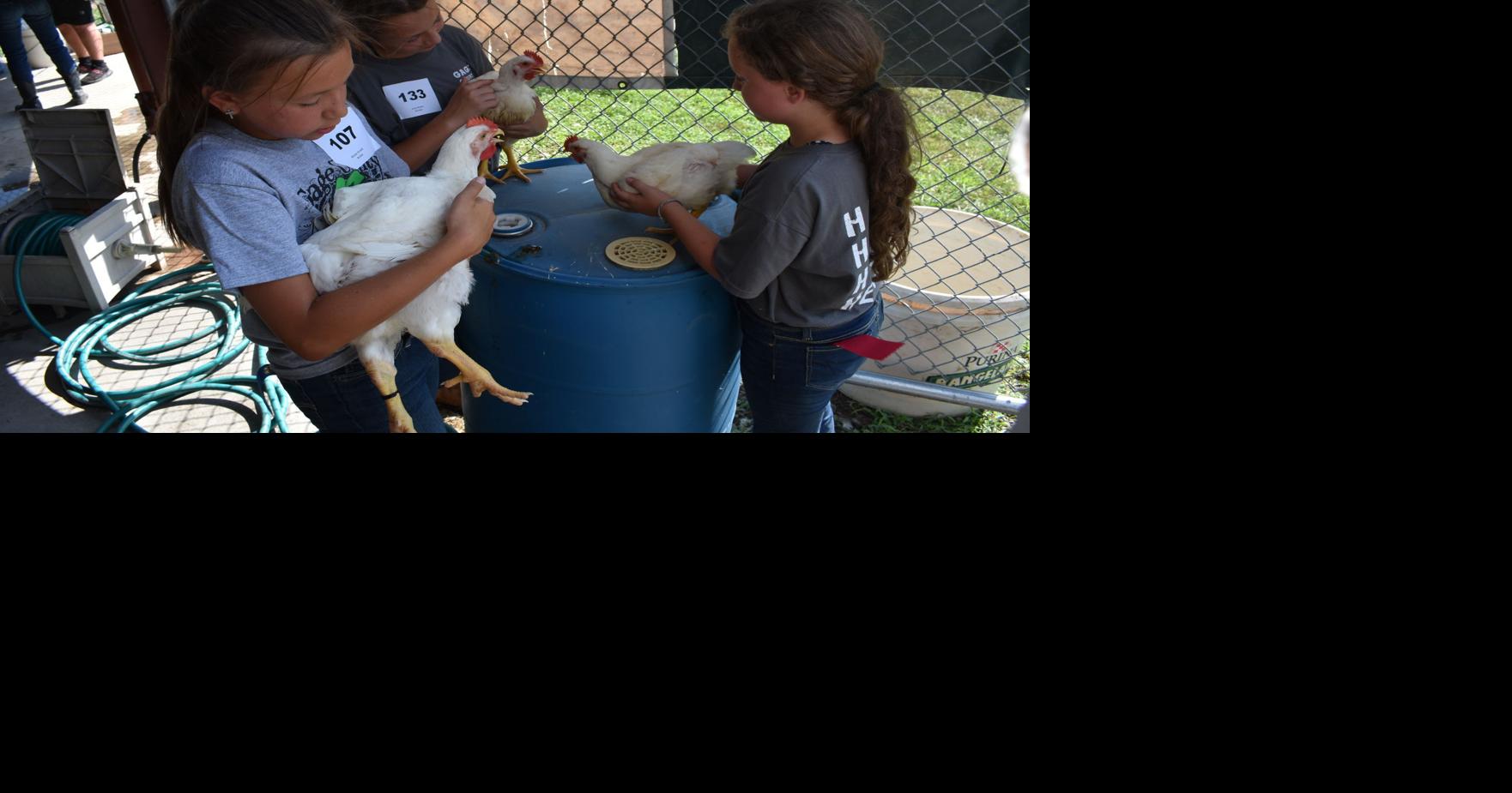 Animal shows begin at the Gage County Fair