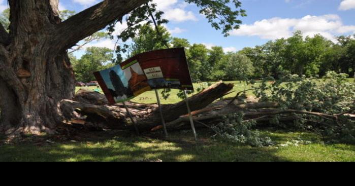 Winds knock down part of award-winning tree