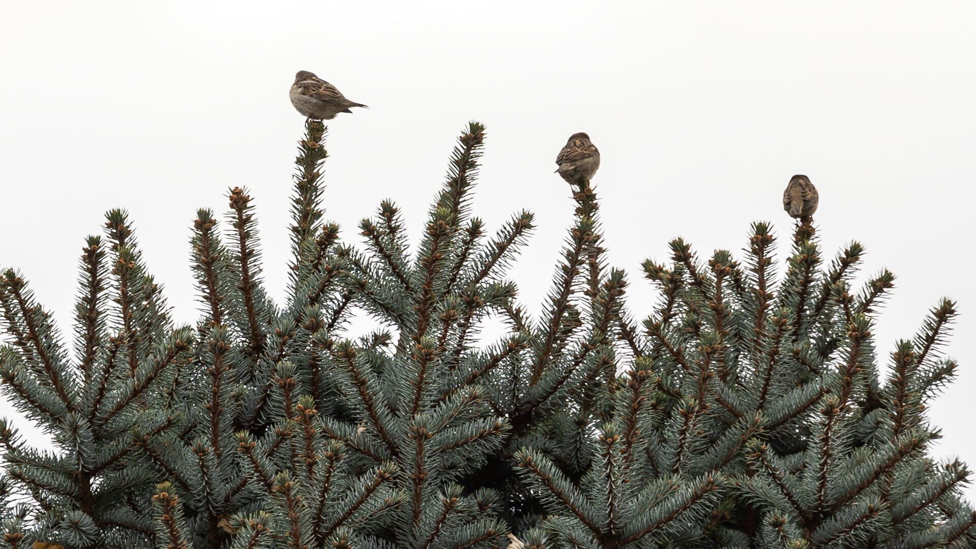 Durham Museum seeks perfect tree for Christmas at Union Station