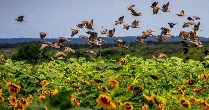 Nebraska’s dove season is open and there are lots of birds