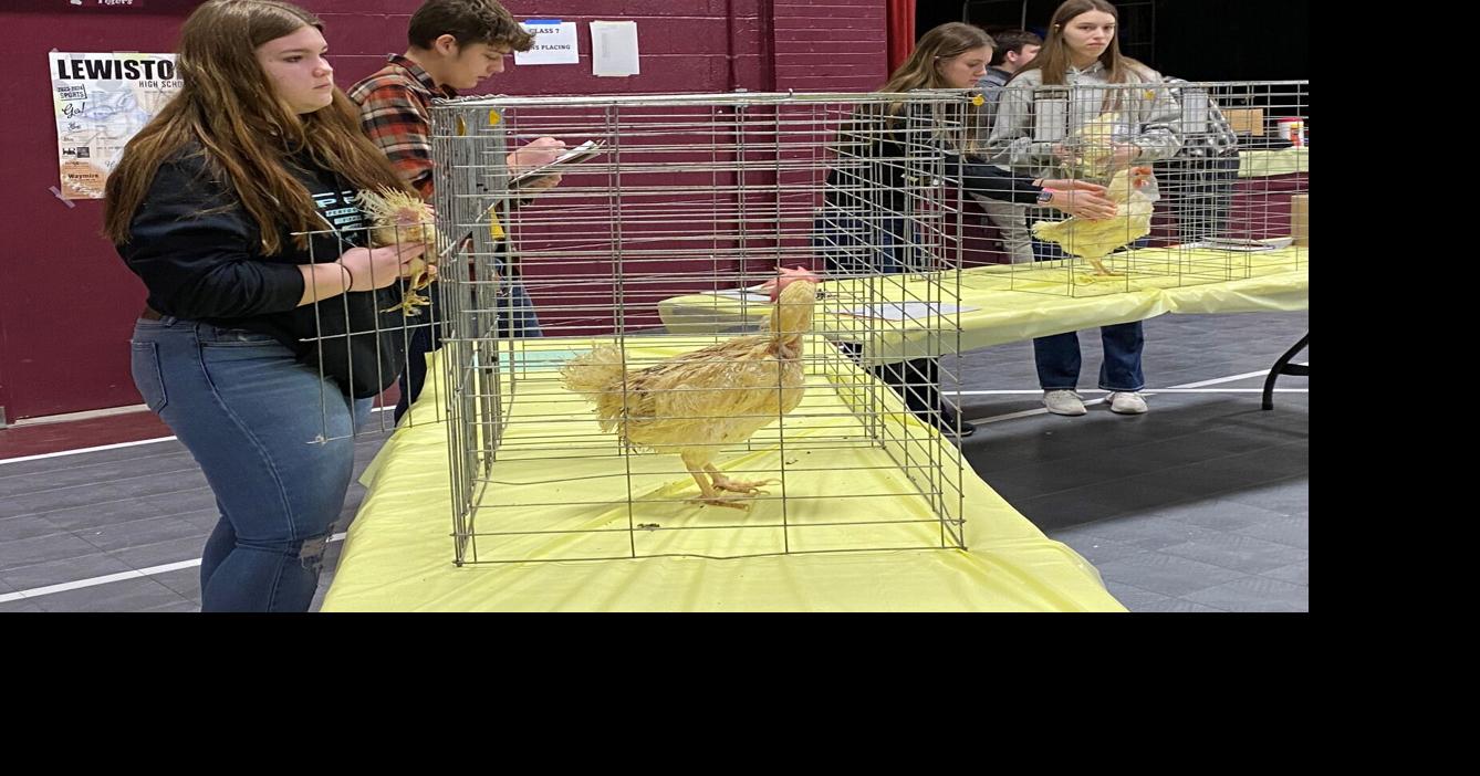 Lewiston FFA hosts poultry judging contest