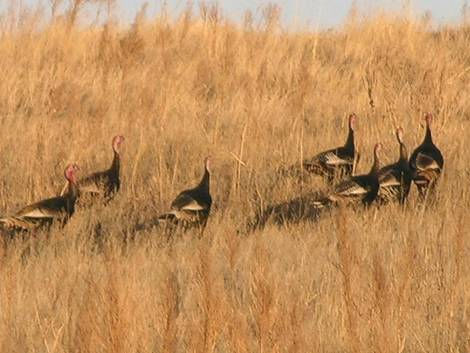 Fall turkey season is underway