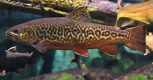 What is a tiger trout?