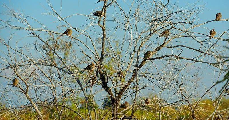 Getting ready for Nebraska’s dove season