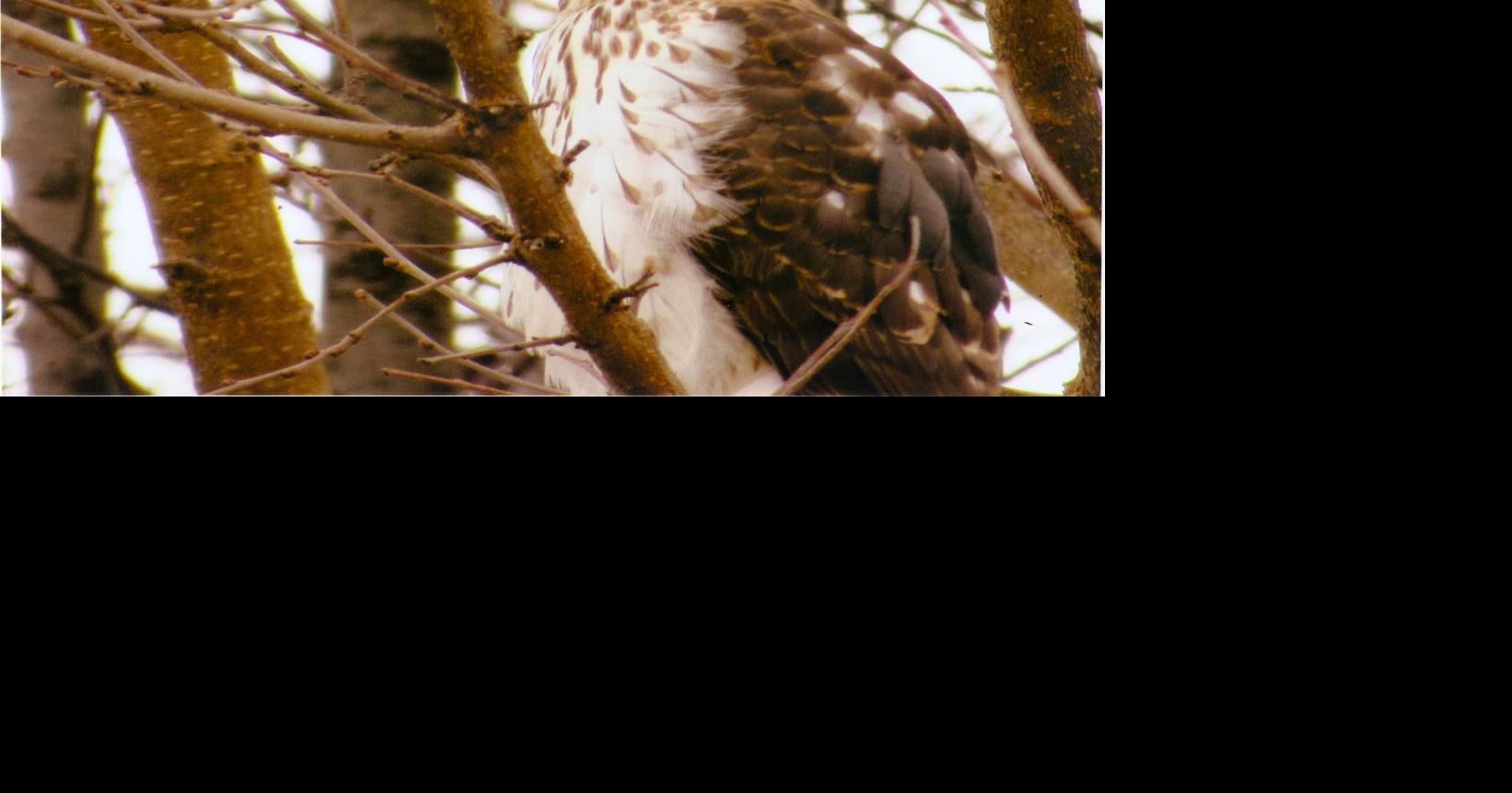 Watching like a hawk | News | bedfordgazette.com