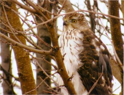 Watching like a hawk | News | bedfordgazette.com