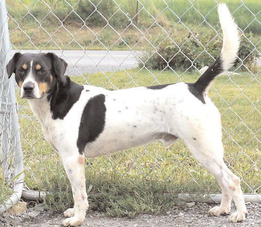Yippin’ for Yappy Hour | Local News | bedfordgazette.com