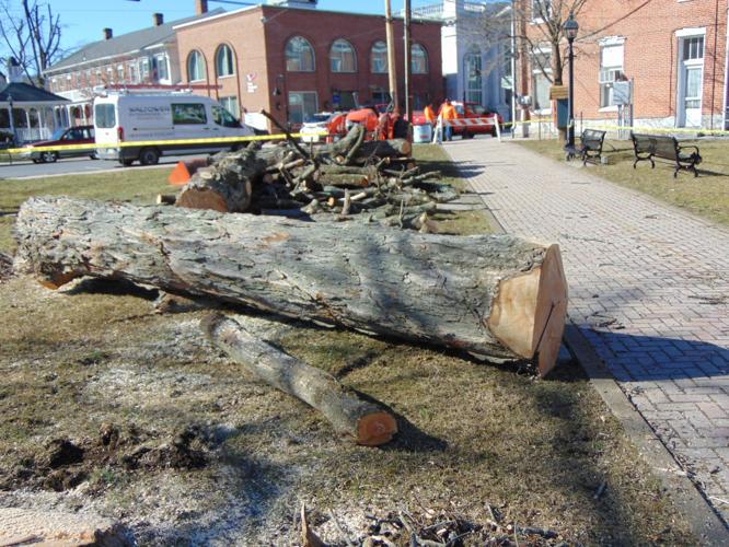 Maple tree cut down in Public Square | Local News | bedfordgazette.com