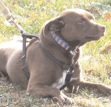 Dogs Rrrr Us | Local News | bedfordgazette.com