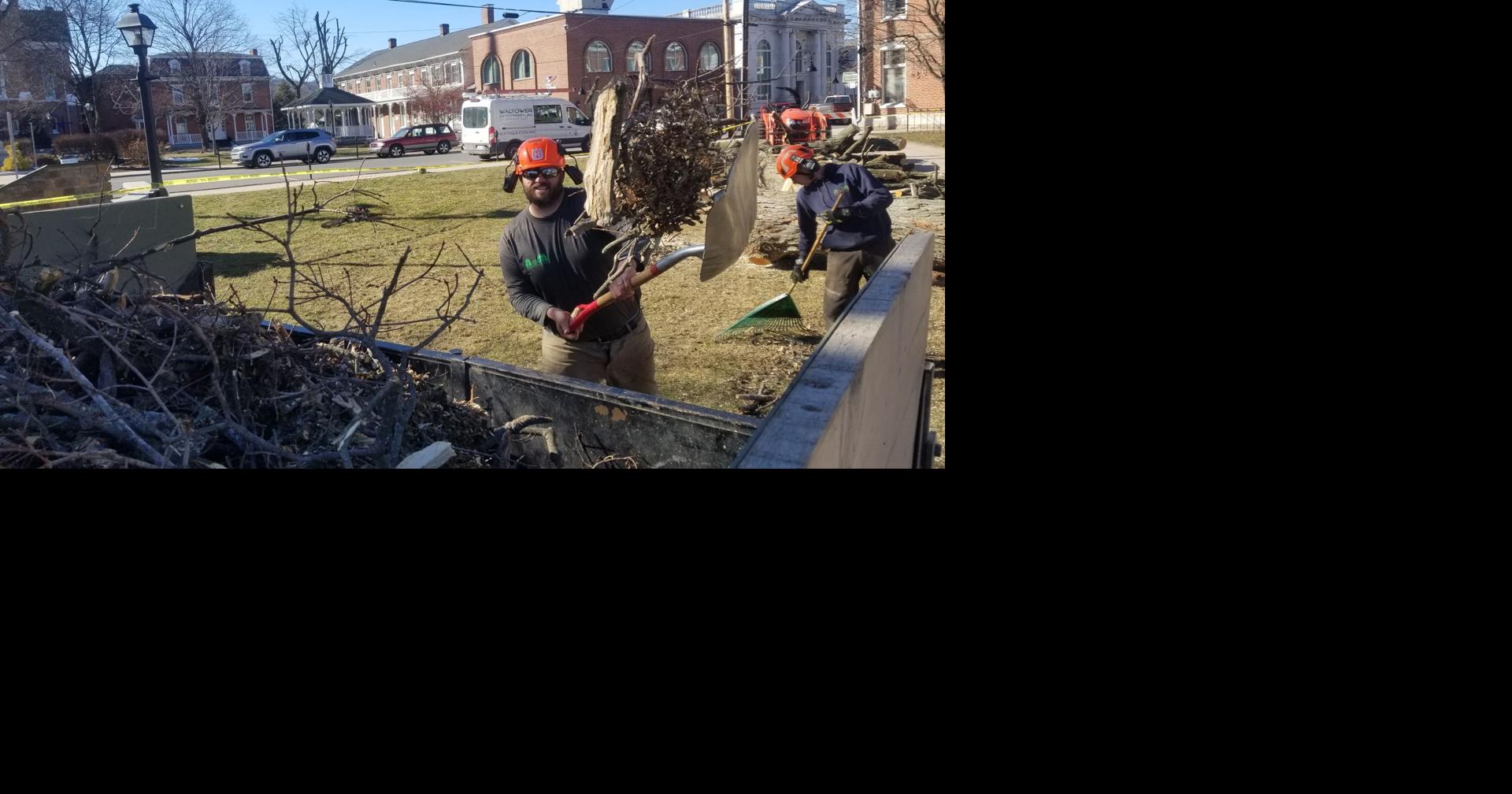 Maple tree cut down in Public Square | Local News | bedfordgazette.com