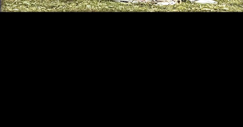 Yanoshak on Lantzy roster, earns MVP at Lezzer game | Local ...