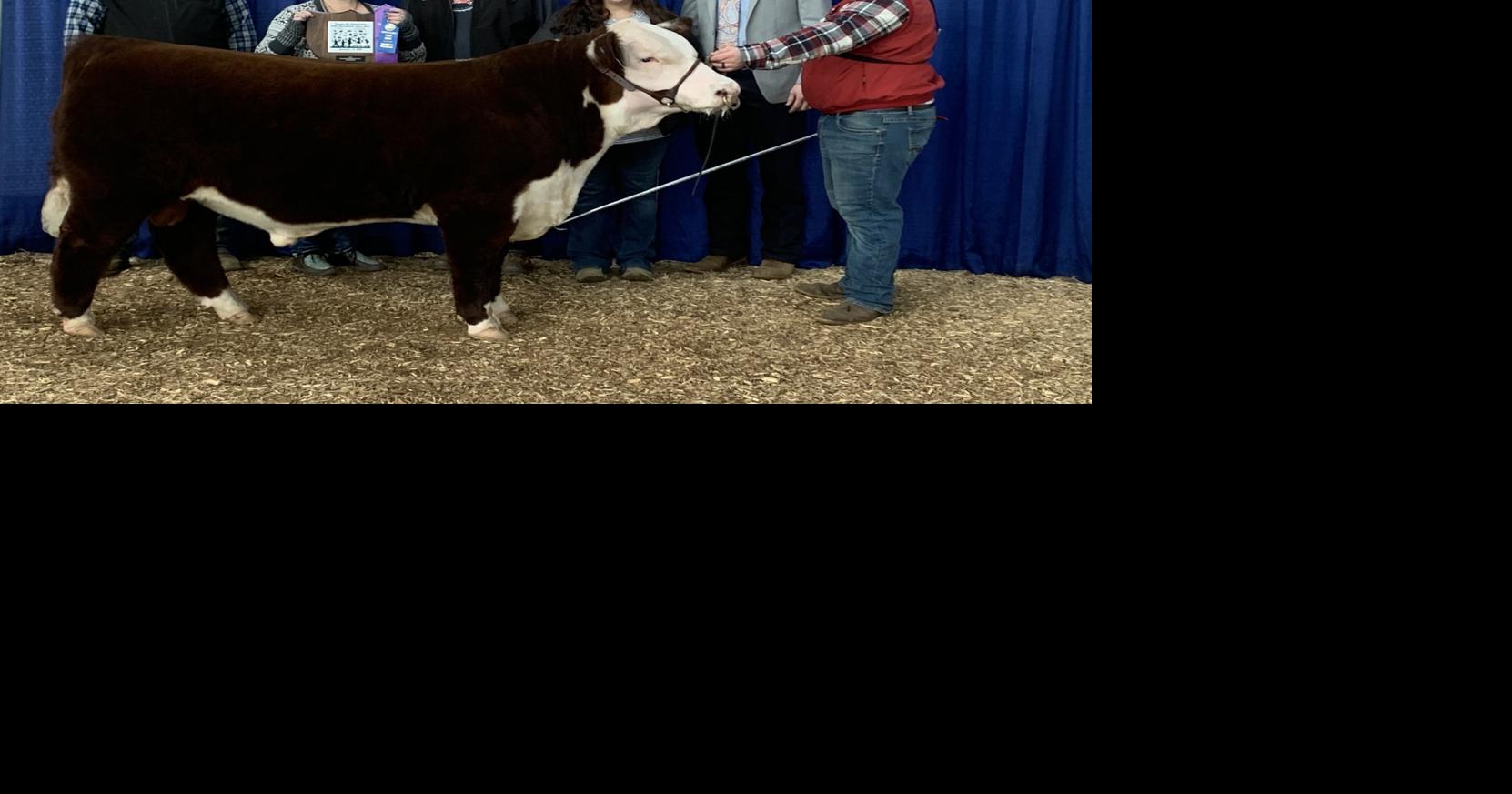 Guyer shows champion bull, Jay shows reserve champion market steer ...
