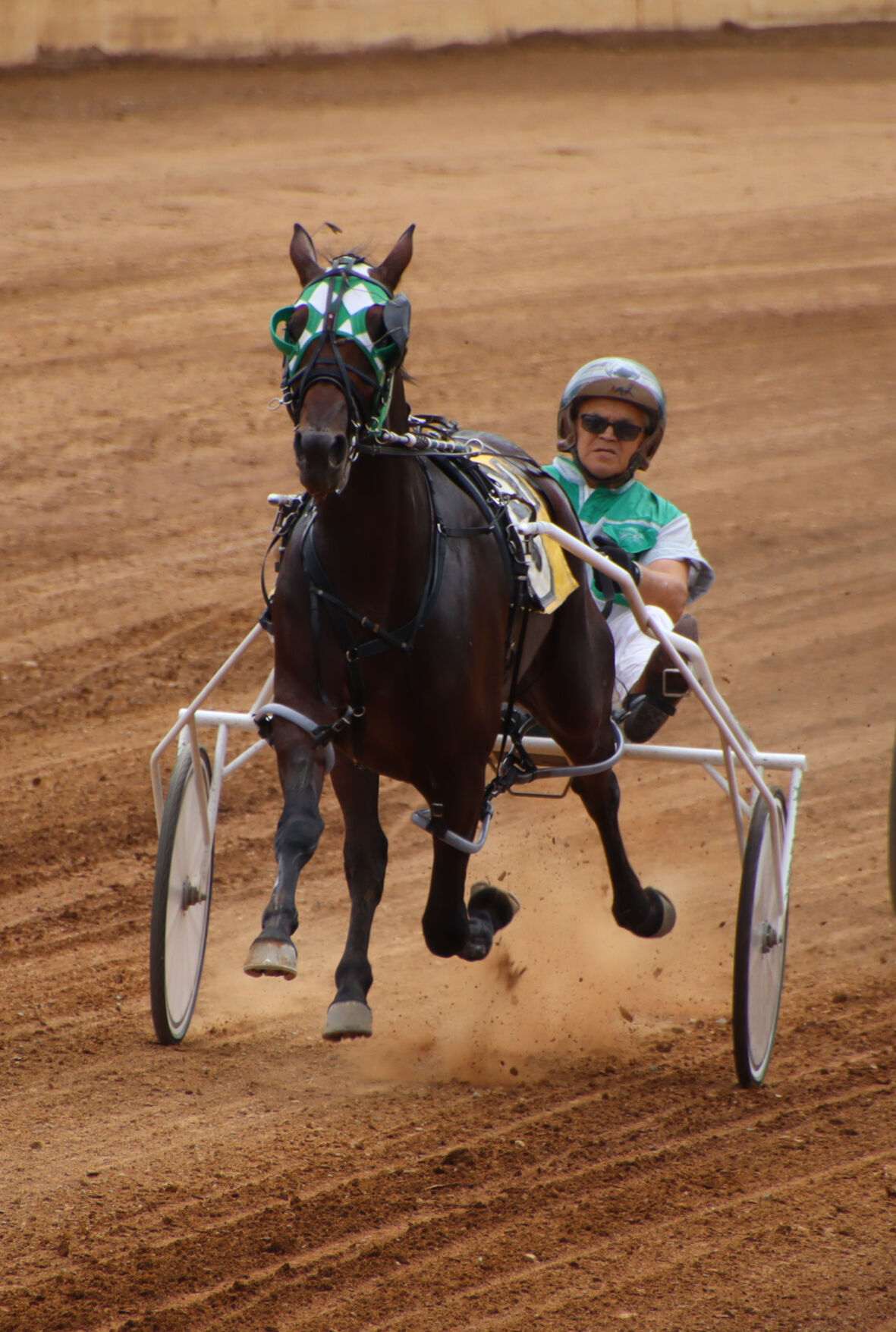 Hot trotting and pacing lead the way at Bedford harness racing | Local ...