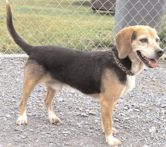 Yippin’ for Yappy Hour | Local News | bedfordgazette.com