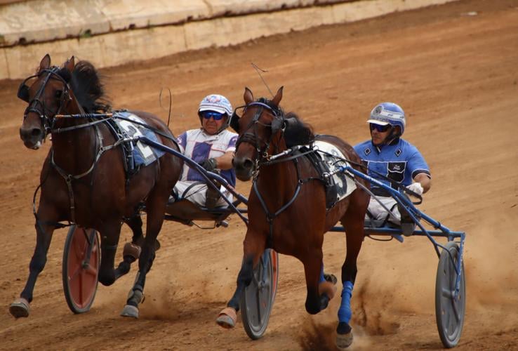 Hot trotting and pacing lead the way at Bedford harness racing | Local ...