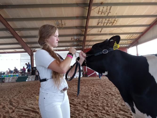 Gable earns top spot at Junior Dairy Show | | bedfordgazette.com