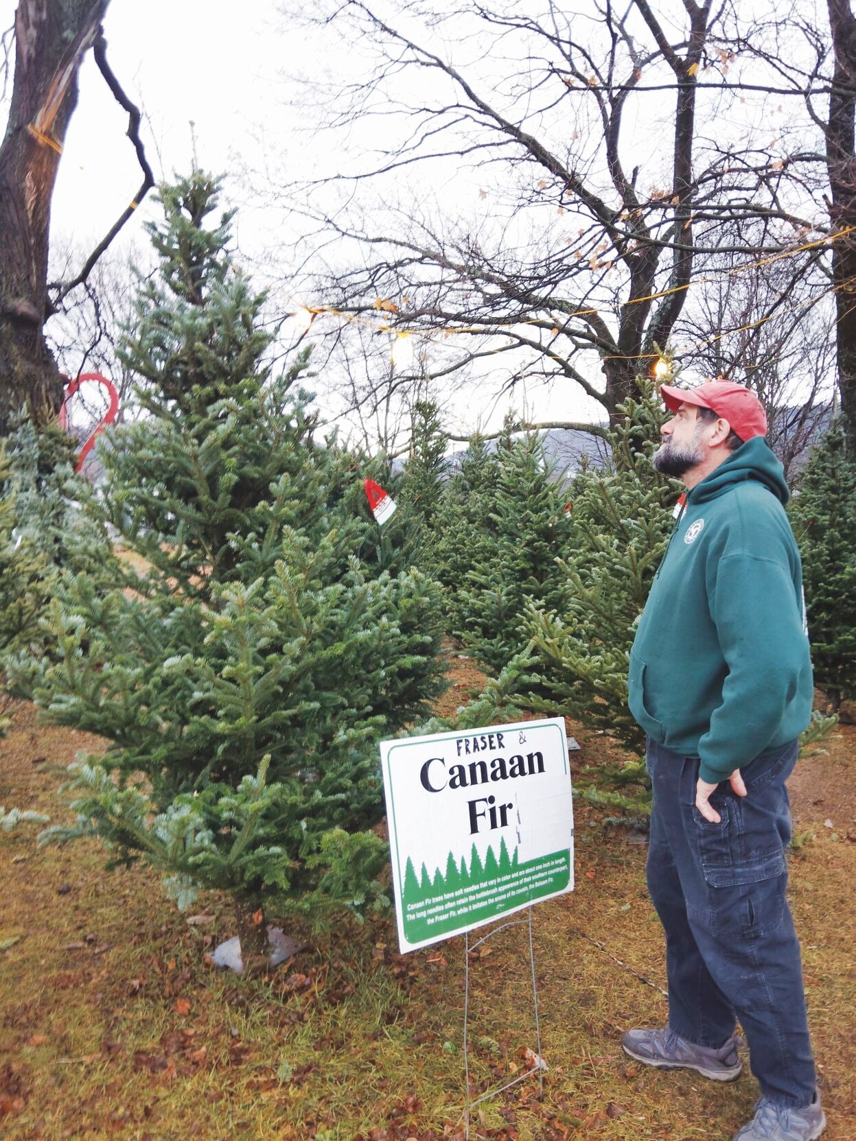 Local Christmas tree farms are a family affair | Local News ...