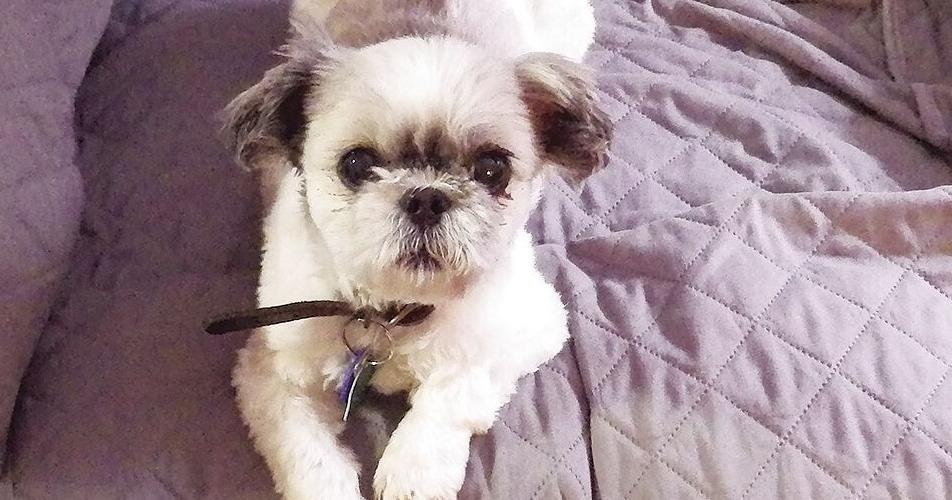 Pacemakers can save the lives of pets | Local News | bedfordgazette.com