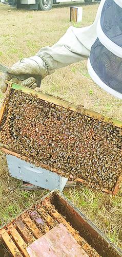 Bees are so key to pollination process | Local News | bedfordgazette.com