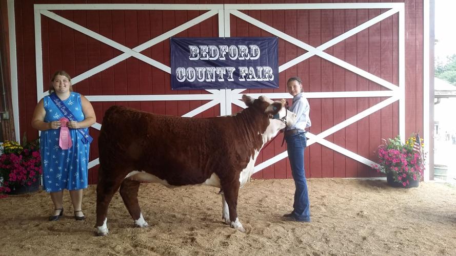 Beef Breeding Show at Fair | Local News | bedfordgazette.com