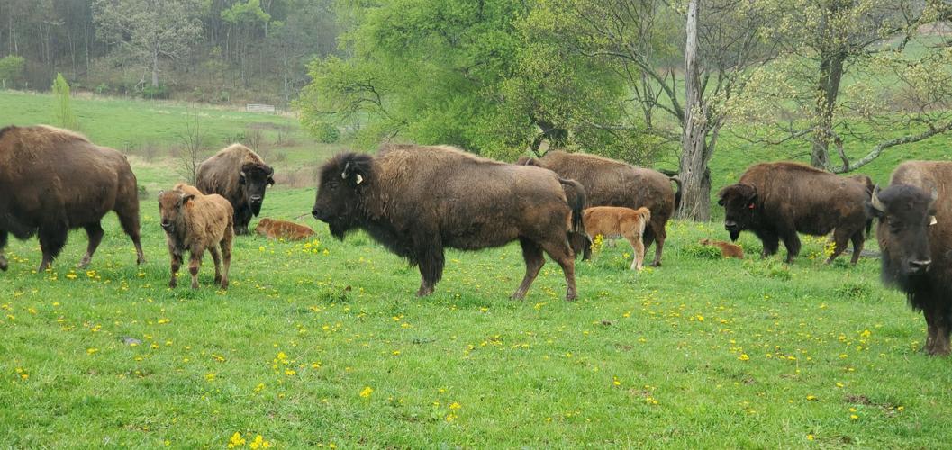 Bison Corral welcomes calves | News | bedfordgazette.com