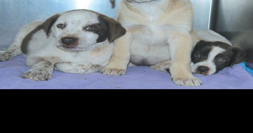 We have puppies! | Local News | bedfordgazette.com