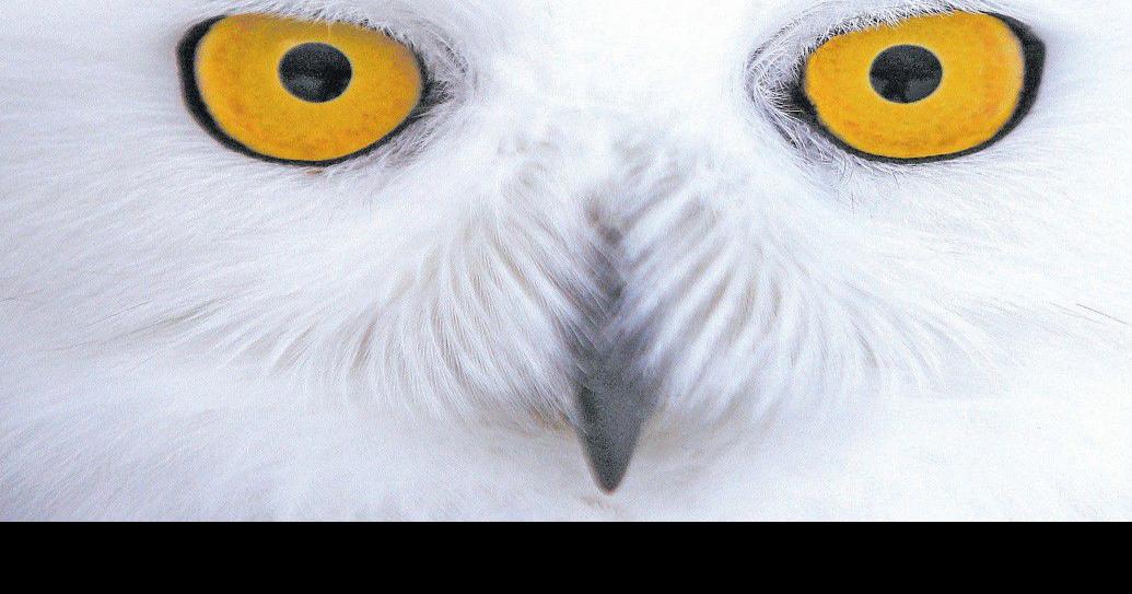 Snowy owls fitted with tracking devices to aid researchers | Archives ...