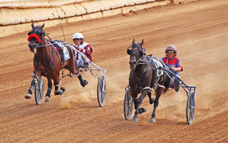 Hammer, Neal, Schadel win at Friday harness racing | Local ...