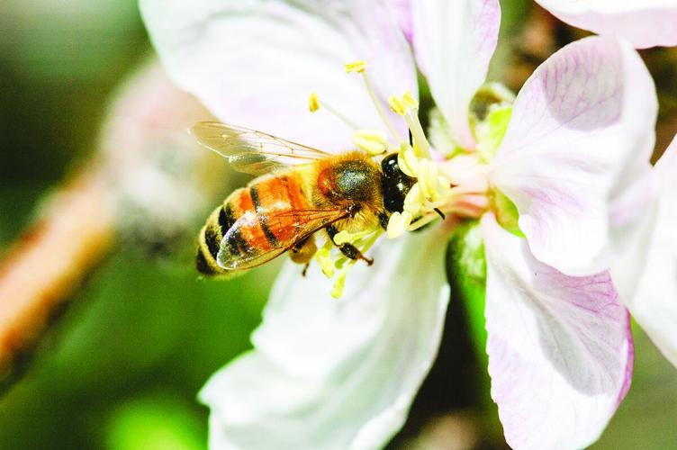 Bees are so key to pollination process | Local News | bedfordgazette.com