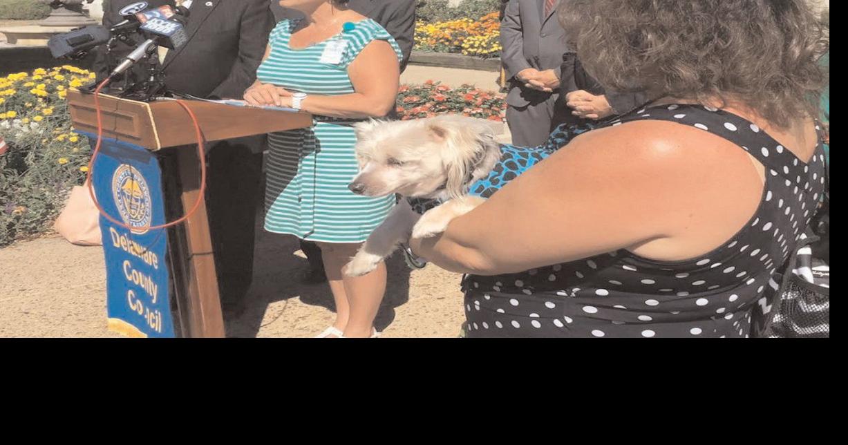 Dogs helping kids called to testify in Pa. county | Archives ...