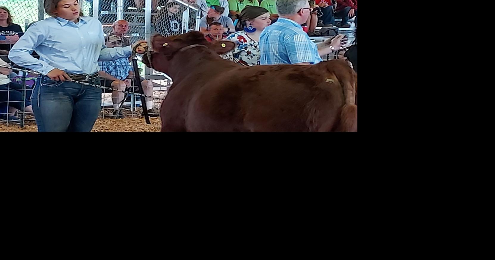 Jay's steer takes grand champion banner | Local News | bedfordgazette.com