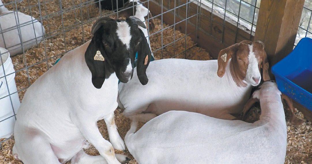 Jr. breed goat winners | Local News | bedfordgazette.com