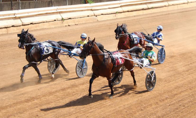 Track records fall in final day of harness racing | Local ...