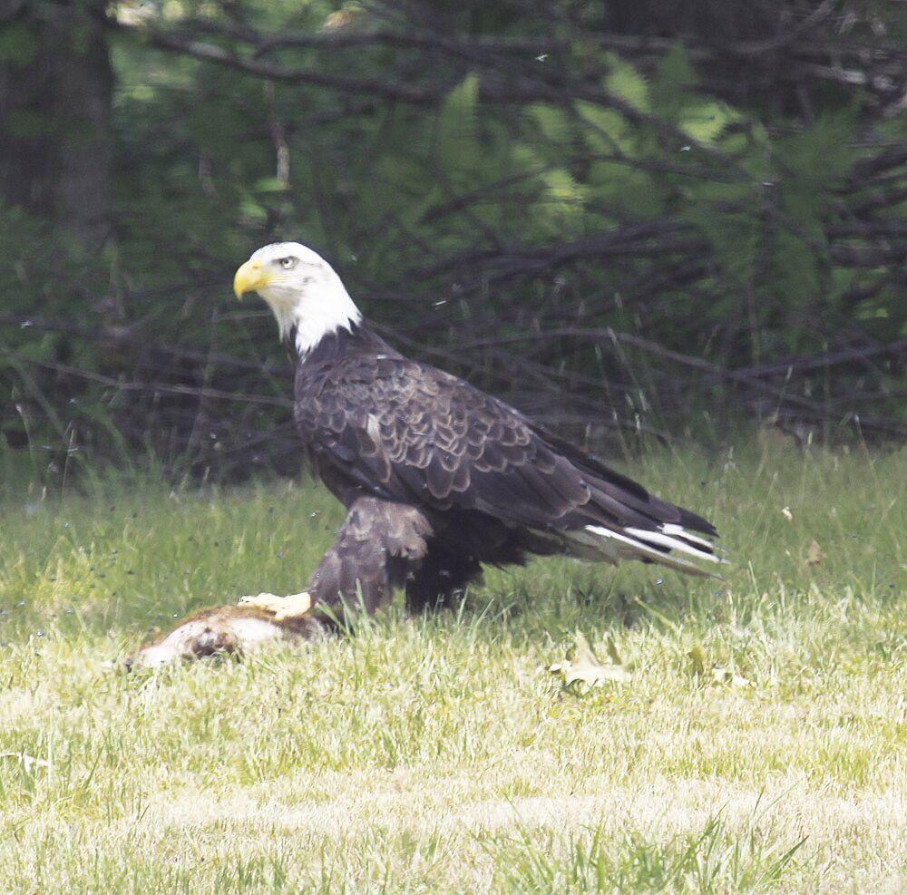 The Eagle has landed | Local News | bedfordgazette.com