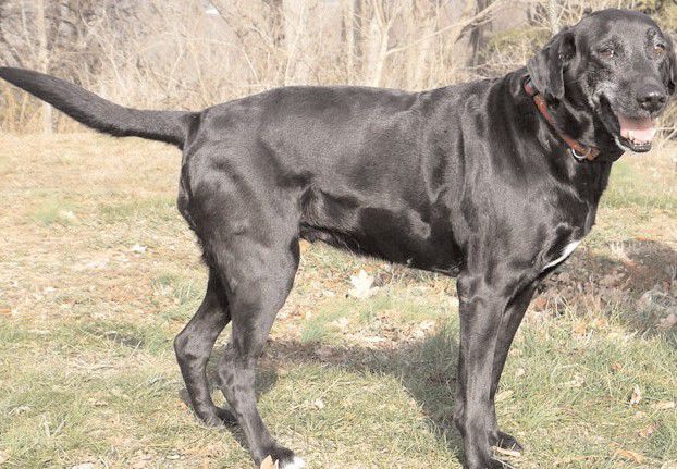 Dogs Rrrr Us | Local News | bedfordgazette.com