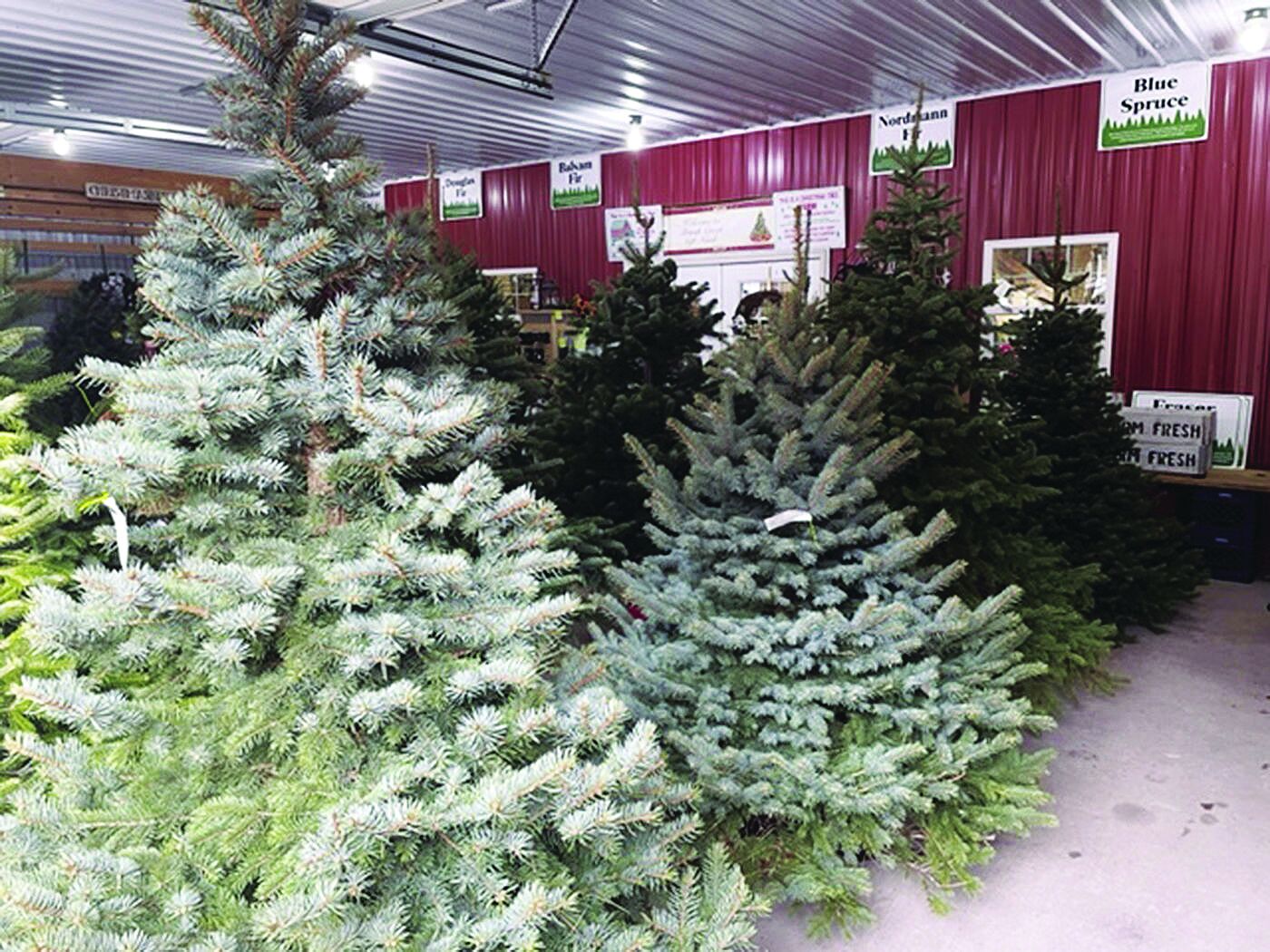 Christmas season is year-round for tree farmers | Local News ...