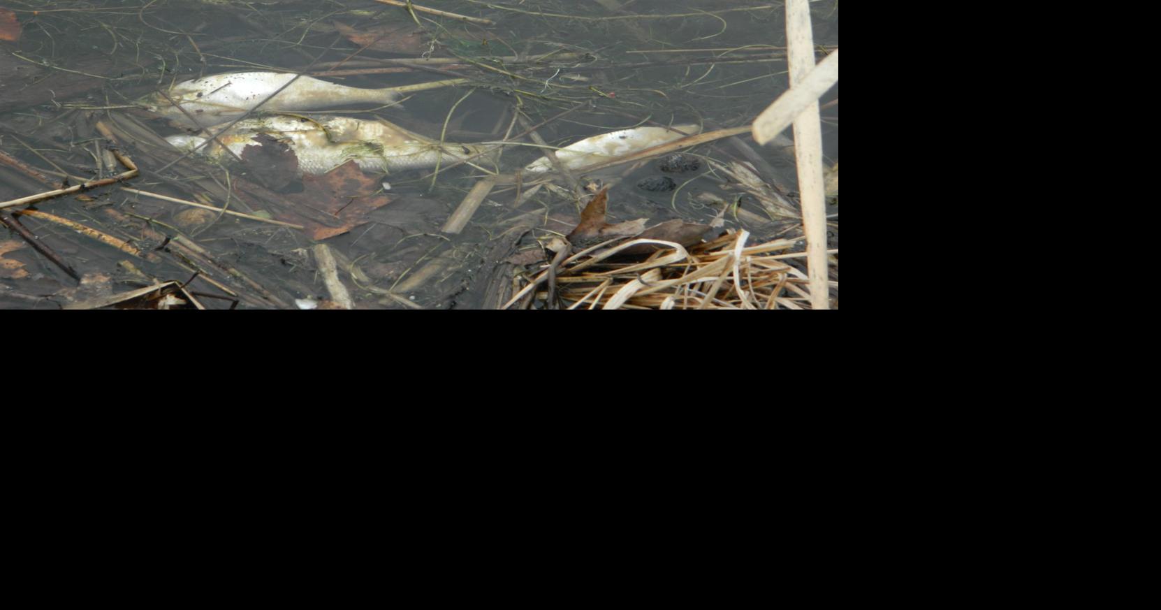 Shawnee fish die-off a natural phenomenon | News | bedfordgazette.com