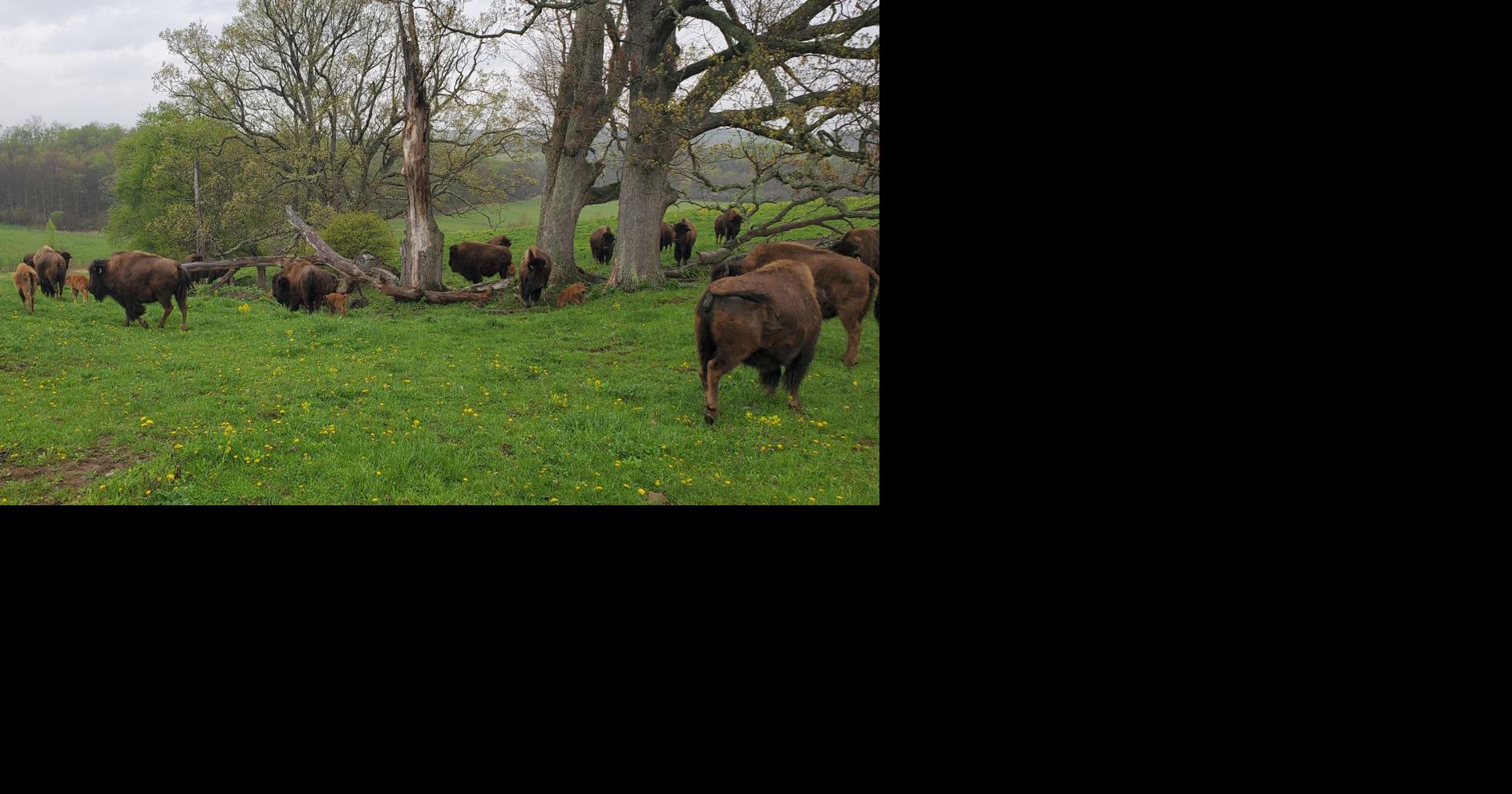 Bison Corral welcomes calves | News | bedfordgazette.com