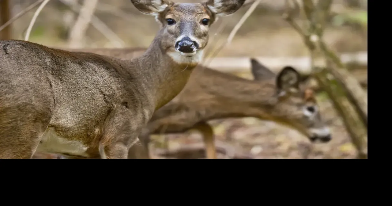 New York adopts deer hunting rule changes to increase antlerless ...