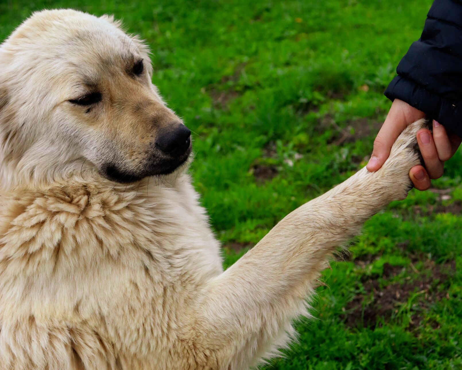 SPCA launching new support group for people grieving pet loss | News ...