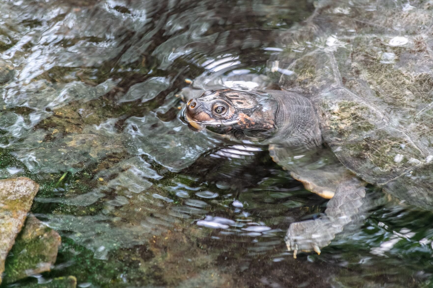 Amherst Youth & Rec hosting free turtle spotting and nature tour event ...
