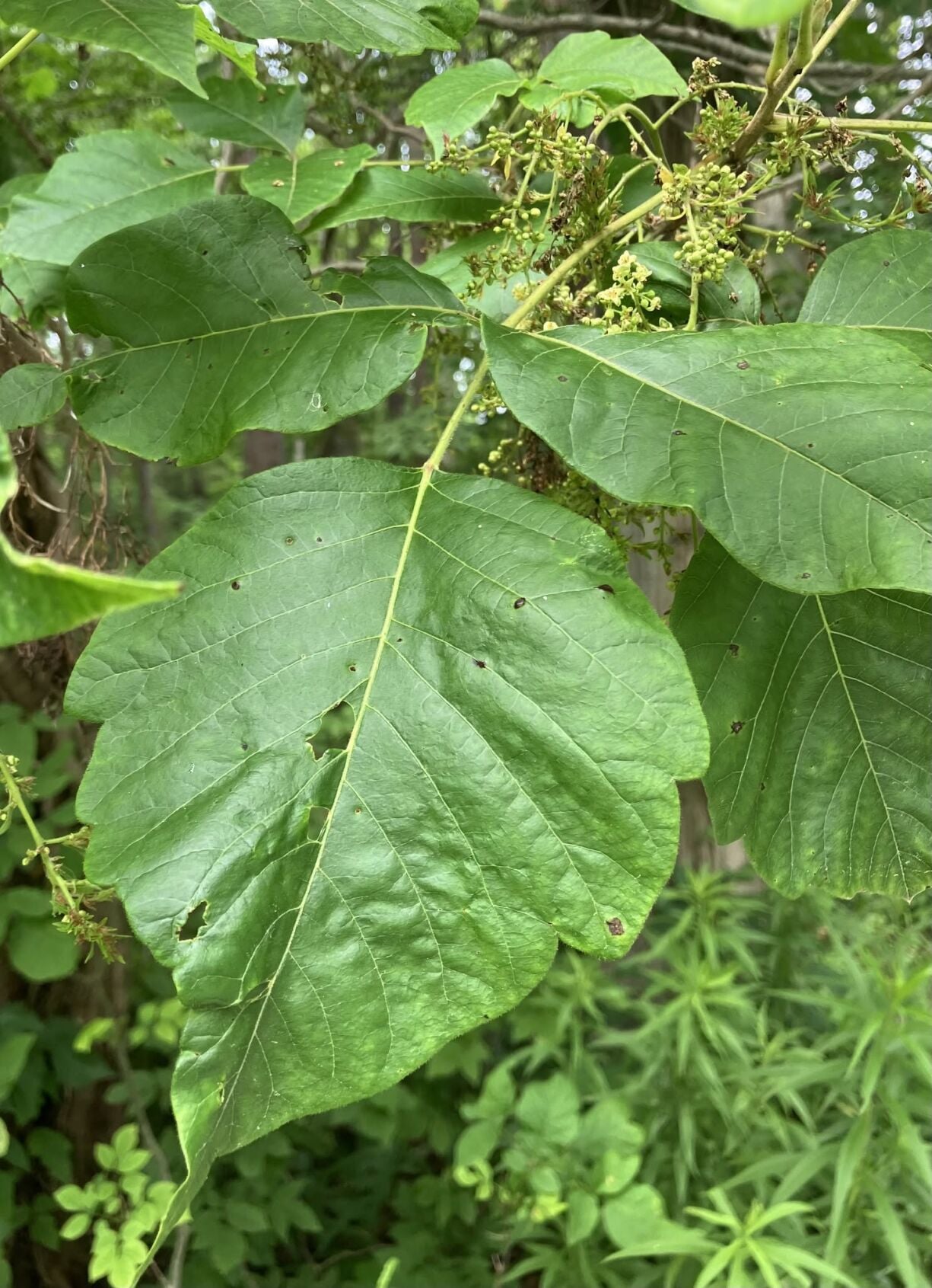 WNY Land Conservancy reminds community of poison ivy's native plant ...