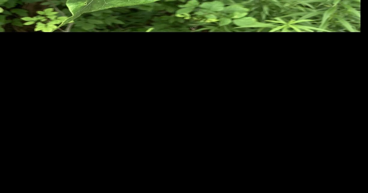 WNY Land Conservancy reminds community of poison ivy's native plant ...