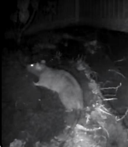 Resident requests county and state intervention on rat infestation ...