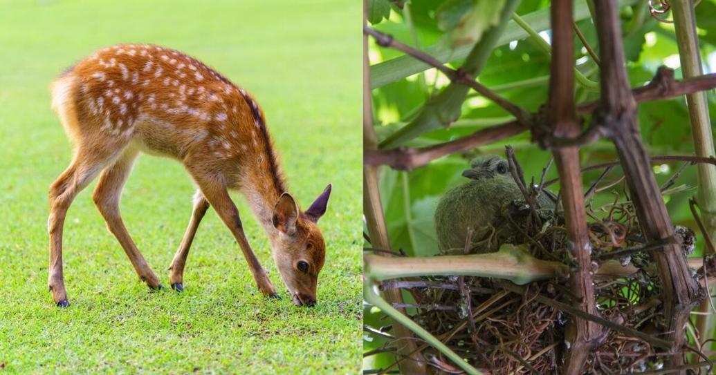 Erie County Parks remind community of baby animal season | News ...