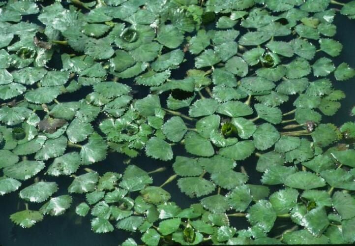 New York recognizing Invasive Species Awareness Week | News | beenews.com